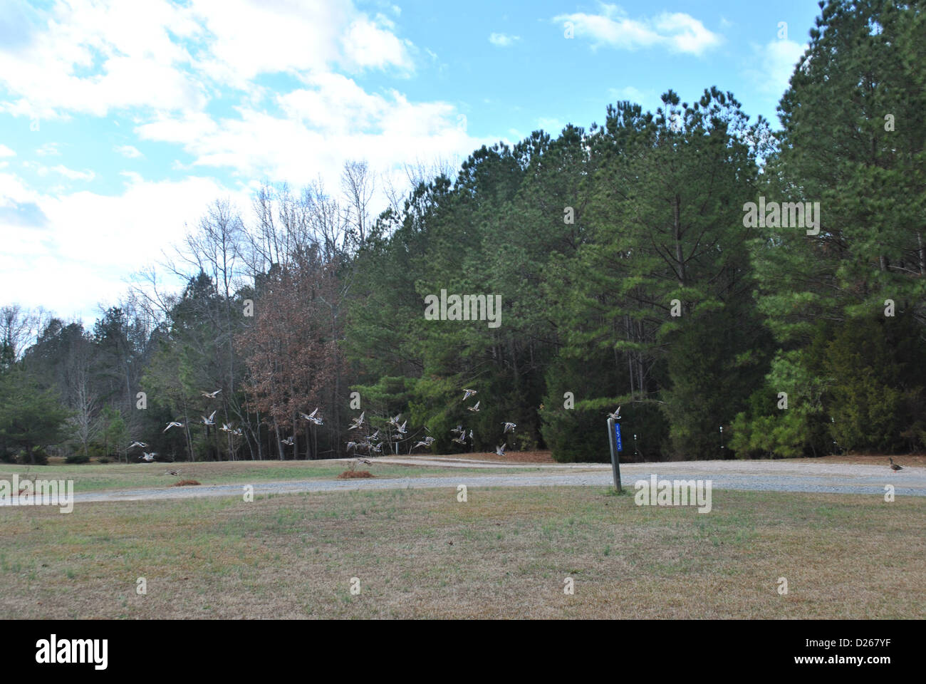ducks scared into flight Stock Photo - Alamy