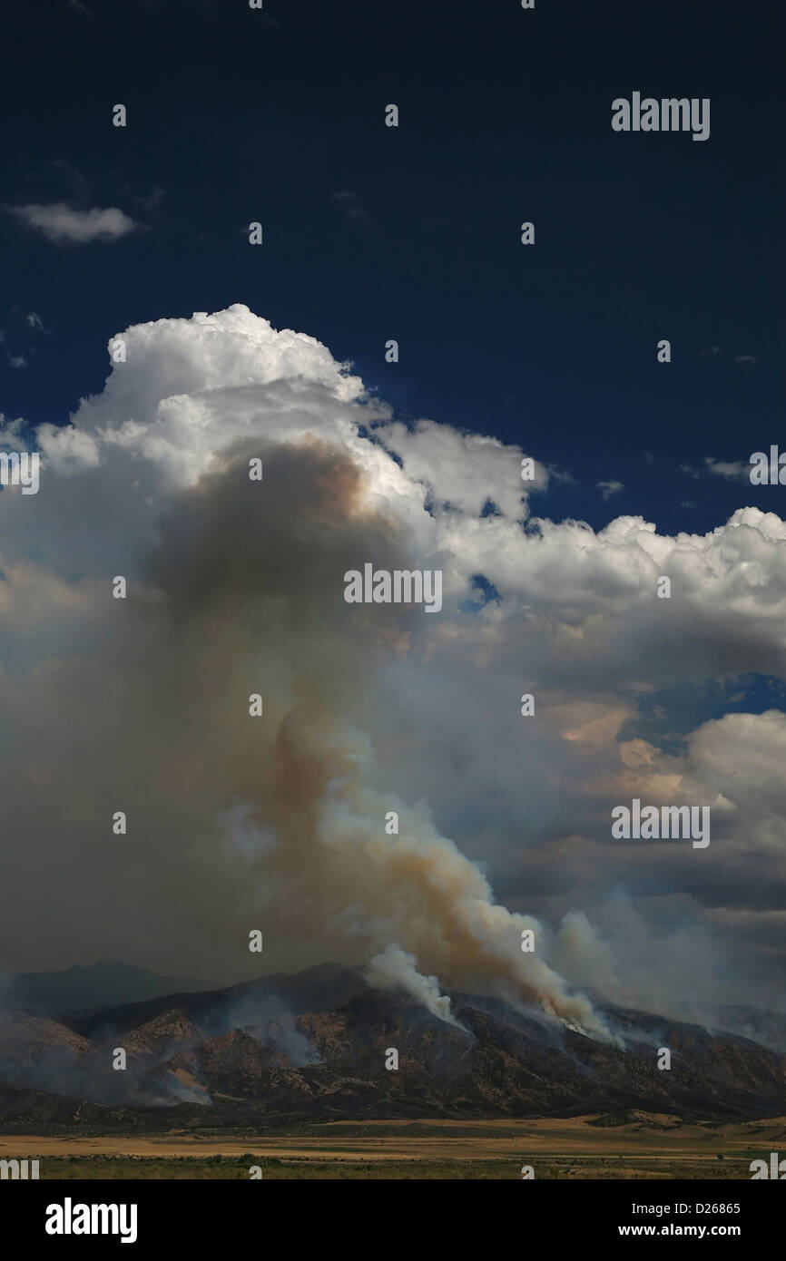 Summer forest fire Stock Photo - Alamy