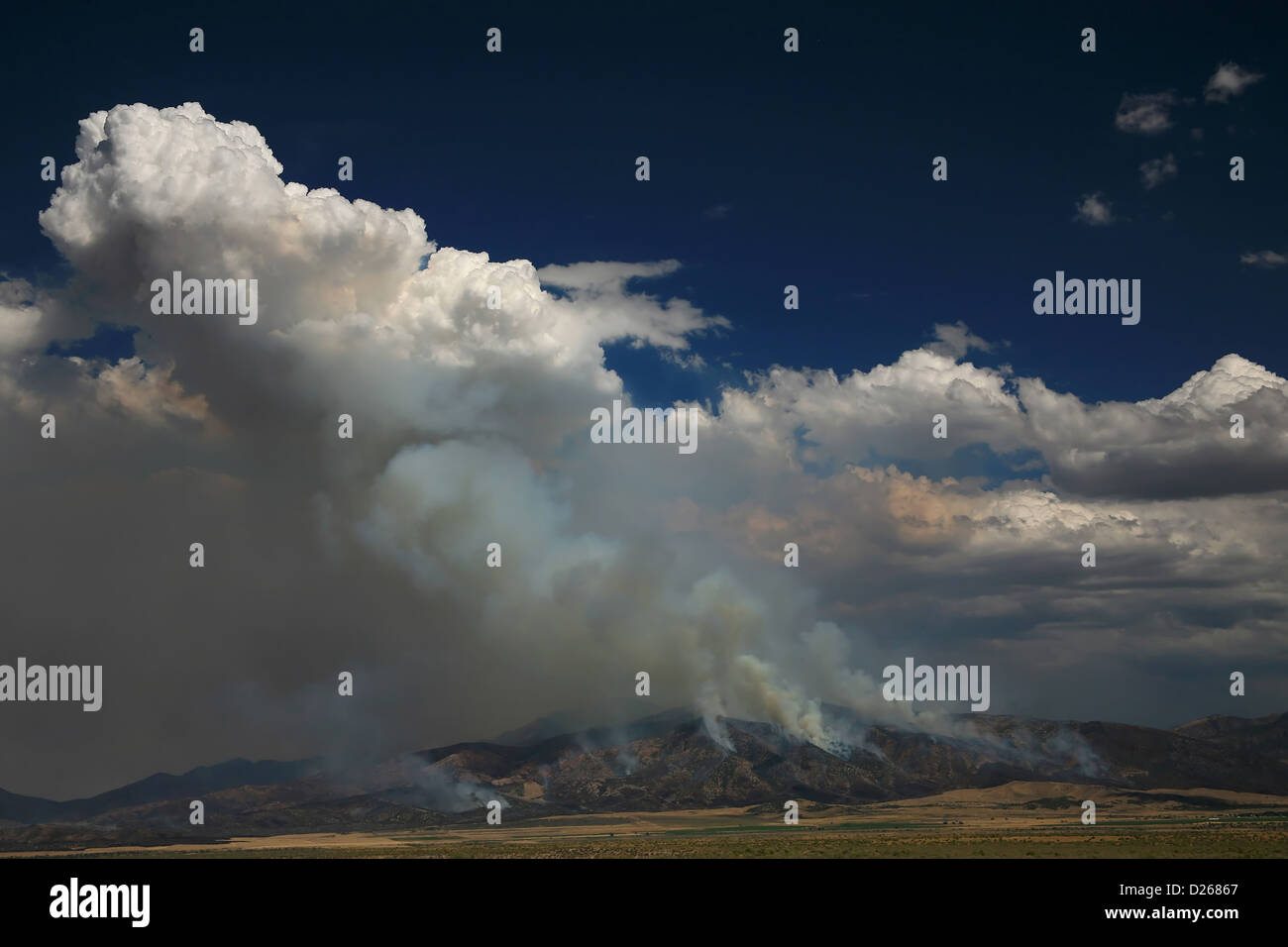 Summer forest fire Stock Photo - Alamy