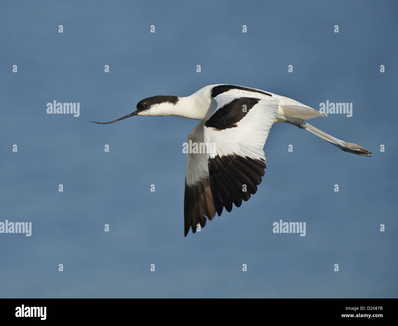 Avocet in flight Stock Photo - Alamy
