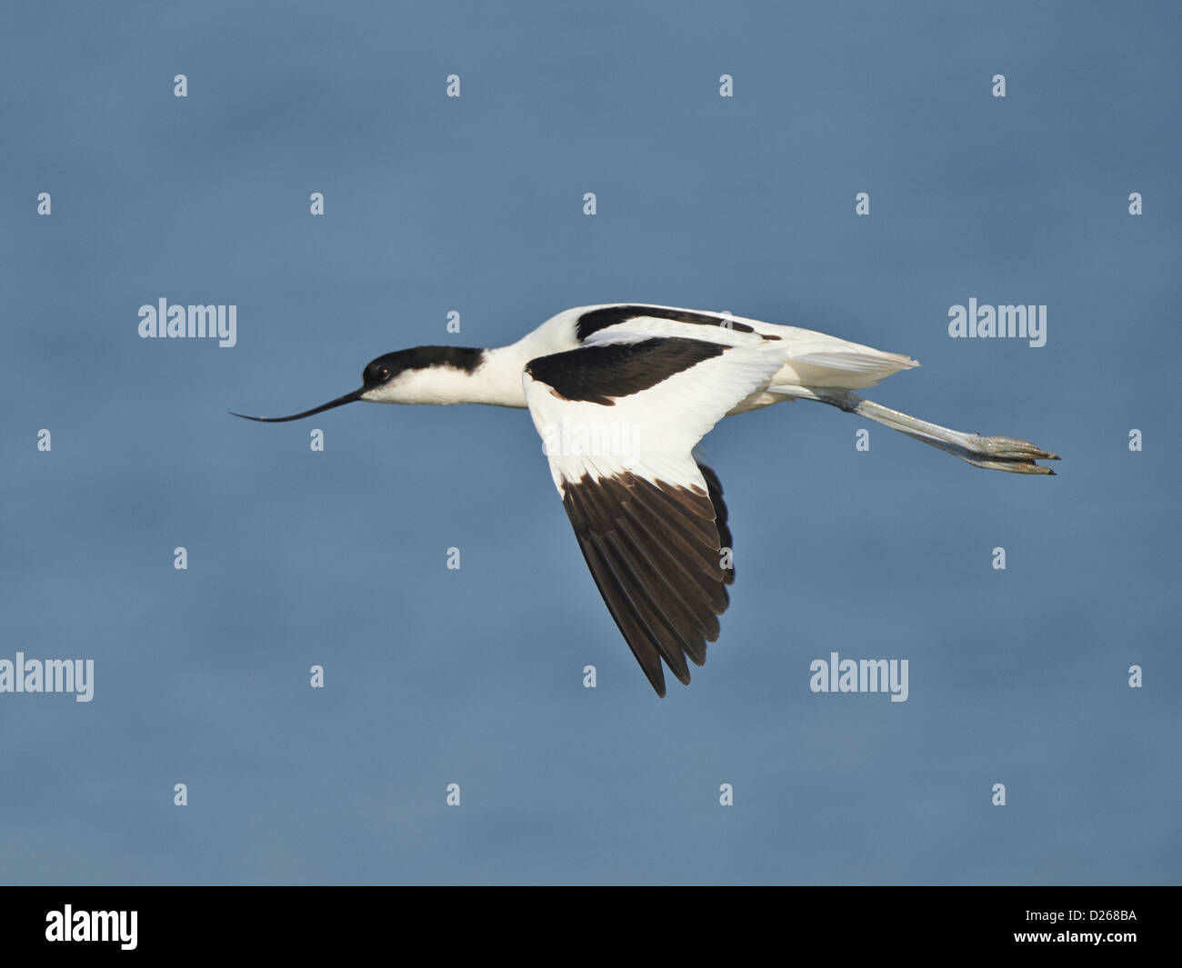 Avocet in flight hi-res stock photography and images - Alamy