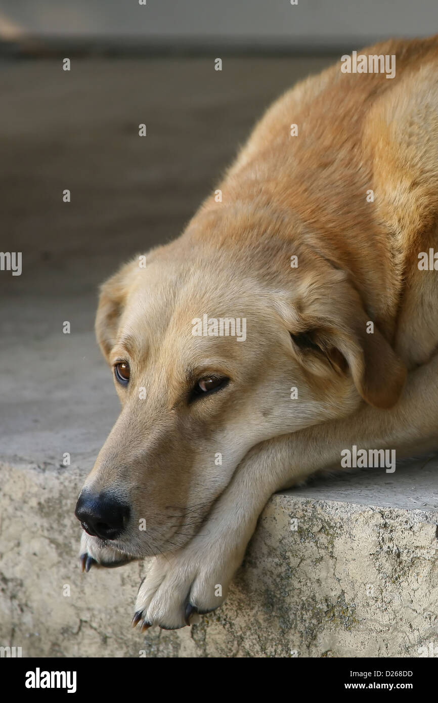 Sad old dog hi-res stock photography and images - Alamy