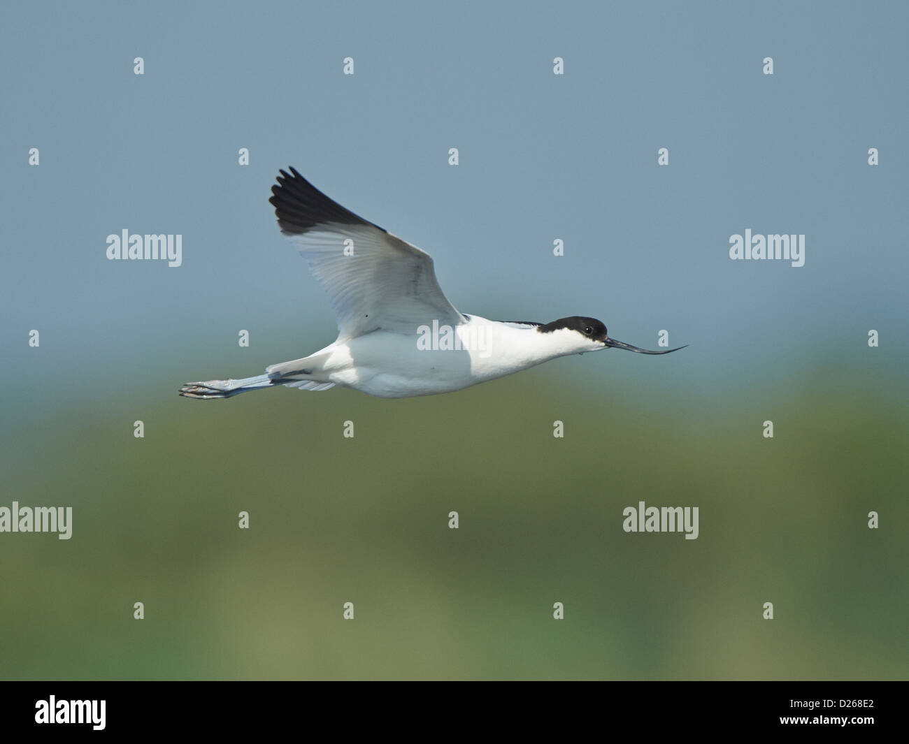 Avocet in flight Stock Photo - Alamy