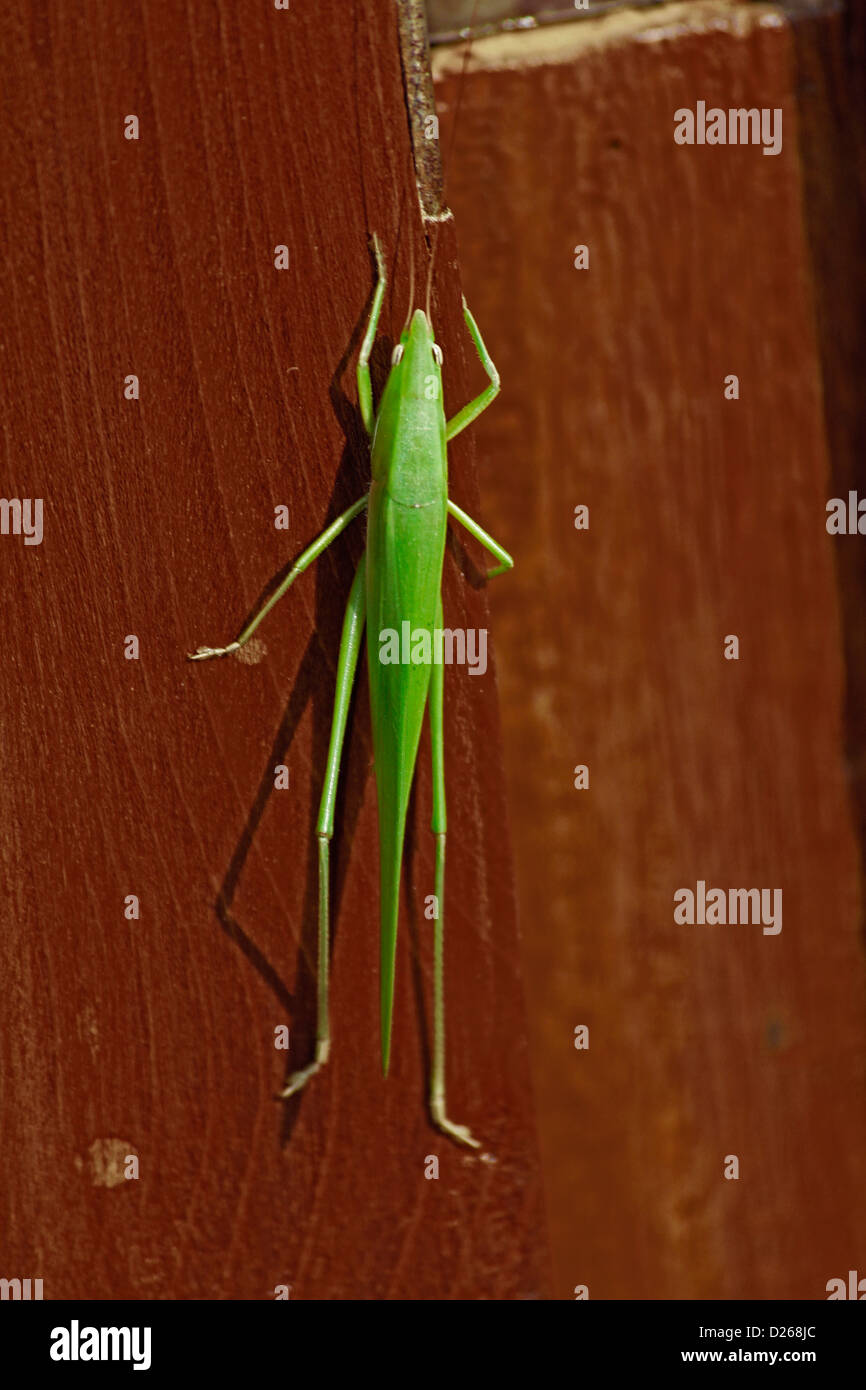 Green and black insects hi-res stock photography and images - Alamy
