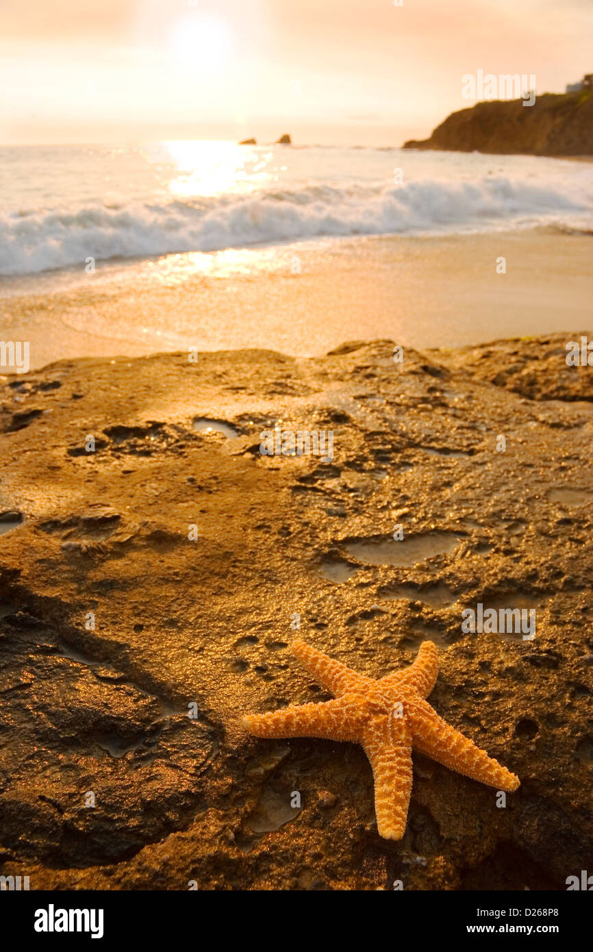 Starfish on Rock, Laguna Beach, CA Stock Photo - Alamy