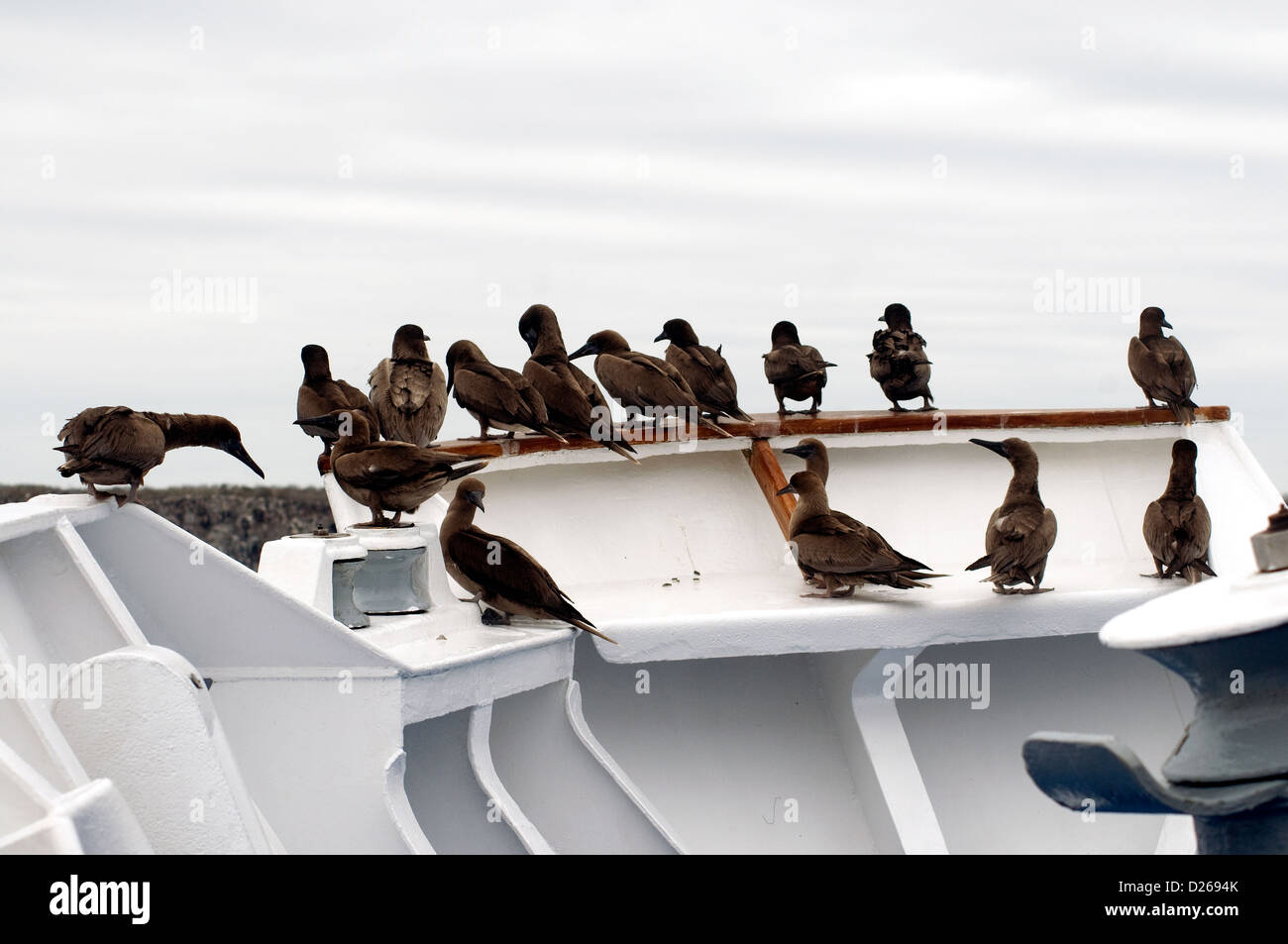 Juvenile frigatebirds perched sociably aboard a cruise ship touring the ...