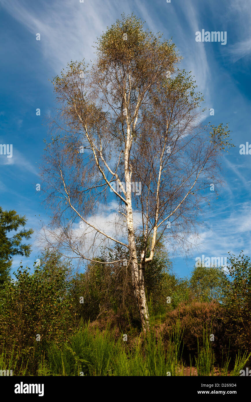 Flowering birch tree hi-res stock photography and images - Alamy