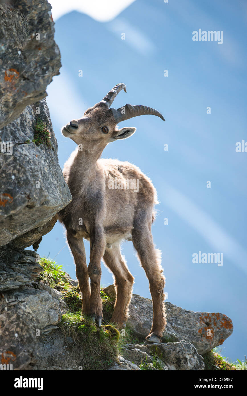 Ibex habitat hi-res stock photography and images - Alamy