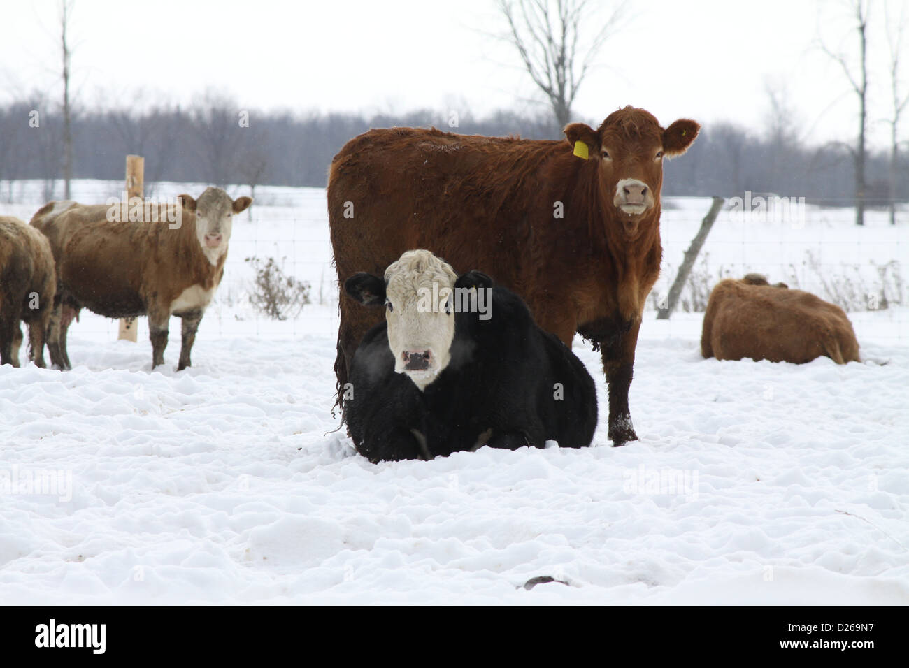 Dairy Cows Snow