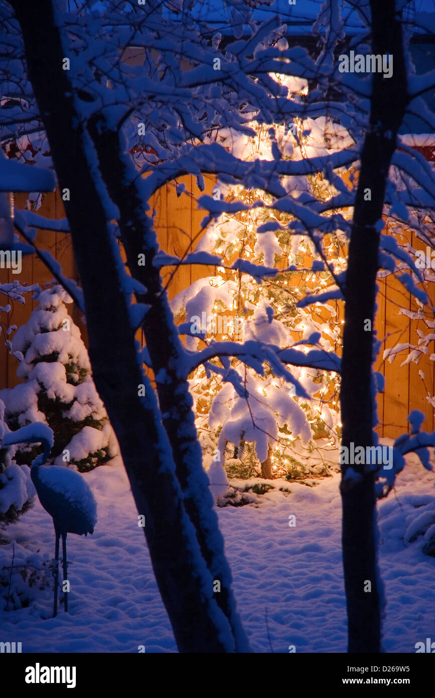 Lit Outdoor Christmas Tree Stock Photo - Alamy