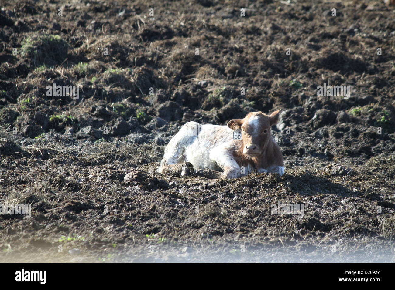 Calf in holding pen hi-res stock photography and images - Alamy