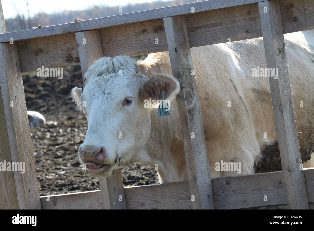 Cattle in holding pen hi-res stock photography and images - Alamy