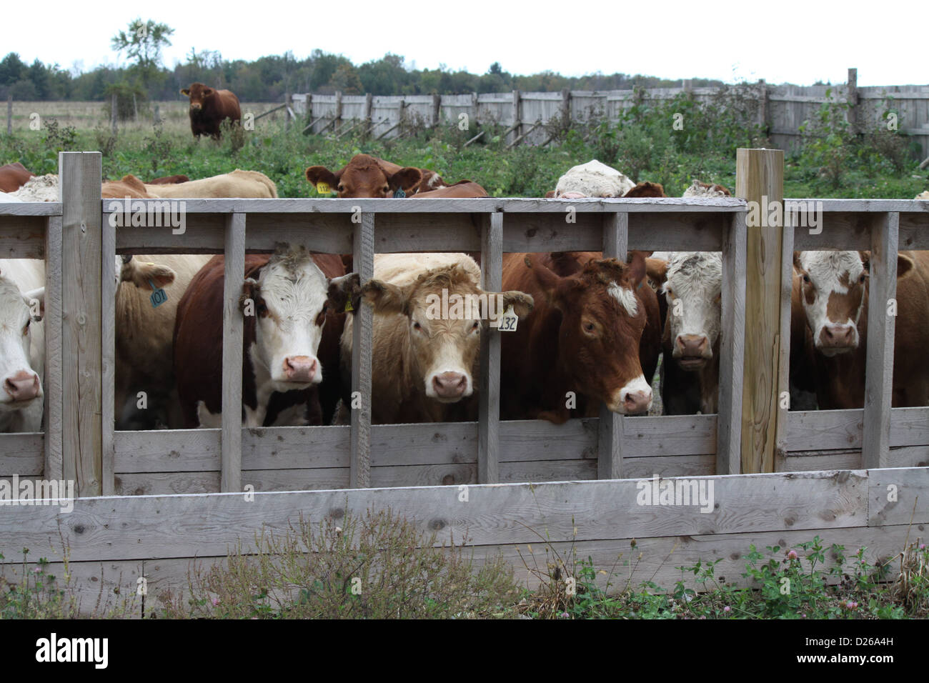The cows are out hi-res stock photography and images - Alamy