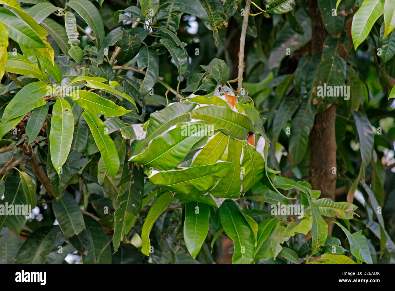 Tailor ant hi-res stock photography and images - Alamy