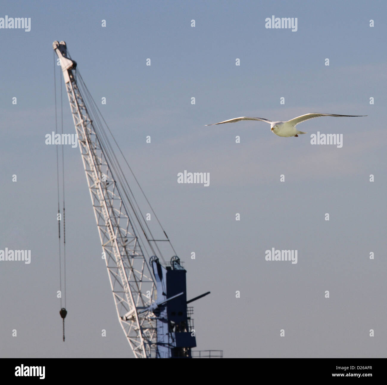 Dockside crane with seagull flying past Stock Photo - Alamy