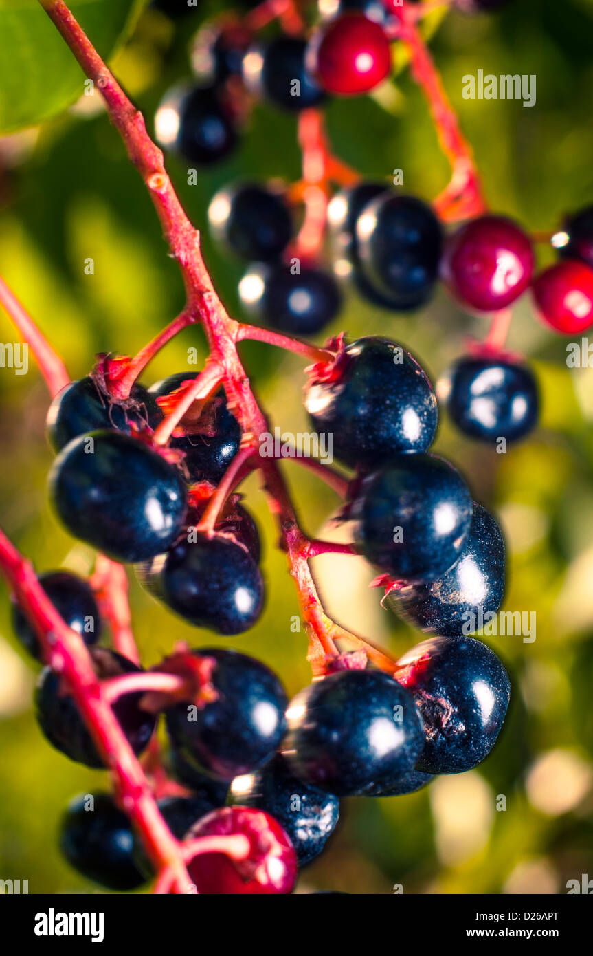An image of aronia fruits Stock Photo - Alamy