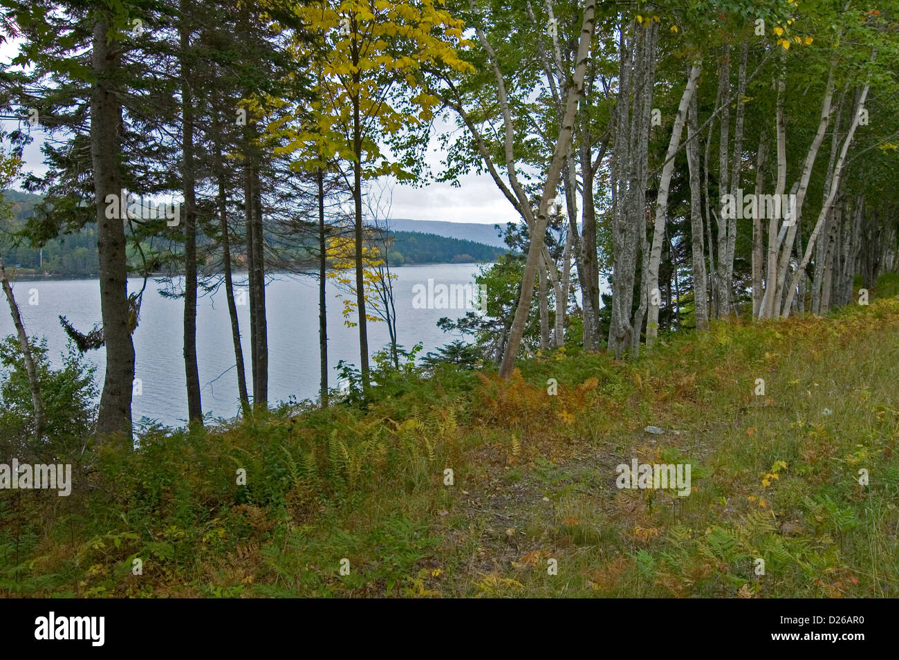 Birch trees nova scotia hi-res stock photography and images - Alamy
