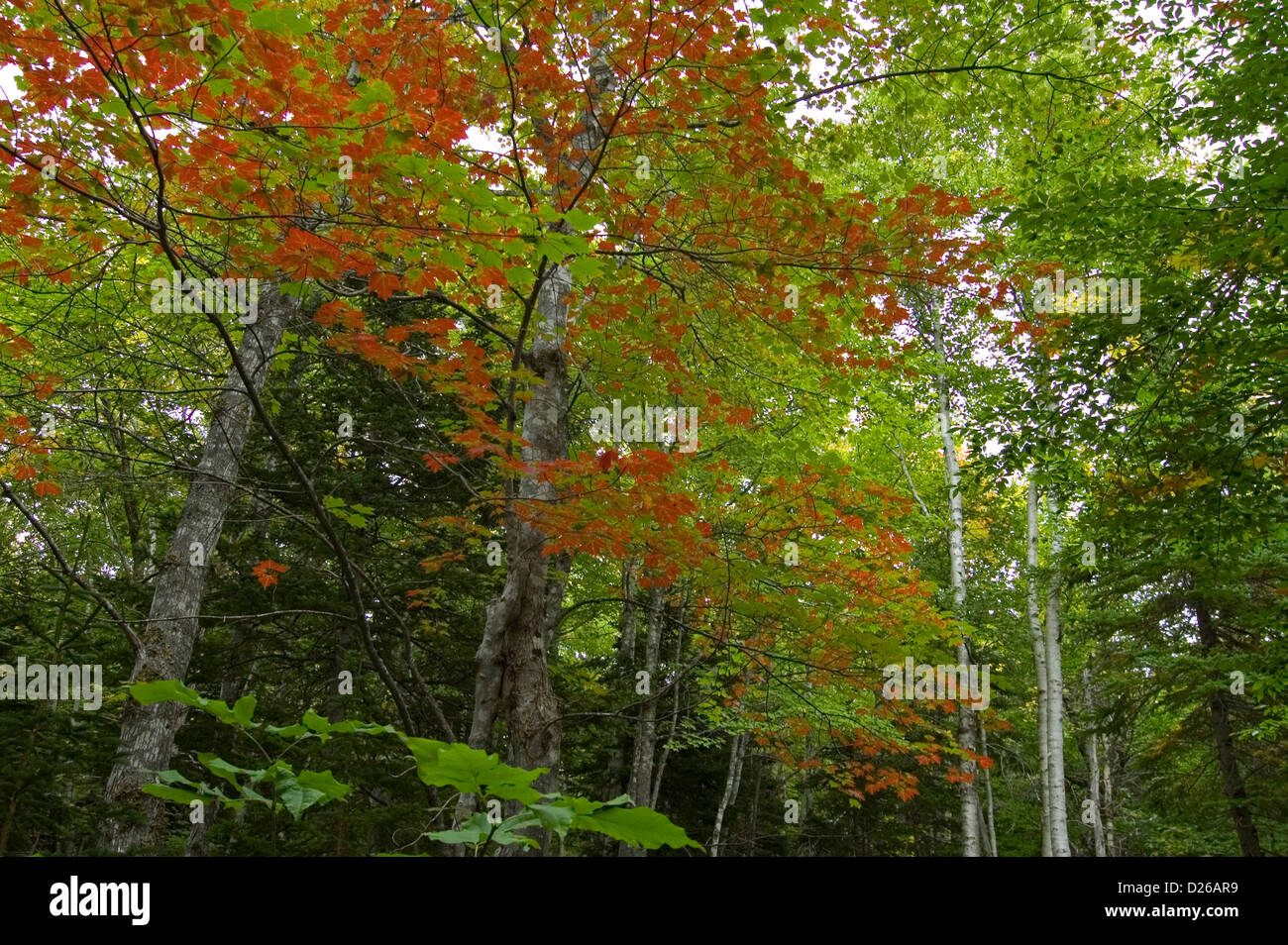 Jw 054 032 05 hi-res stock photography and images - Alamy