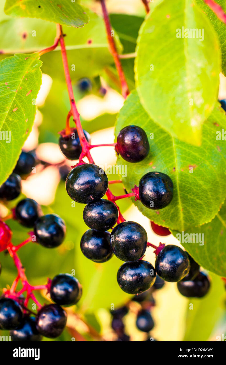 An image of aronia fruits Stock Photo - Alamy