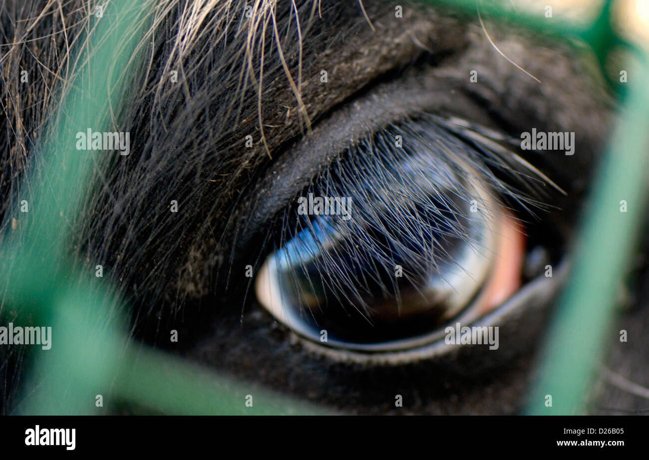 Close-up of a horse eye with long eye lasher's taken through a wire ...