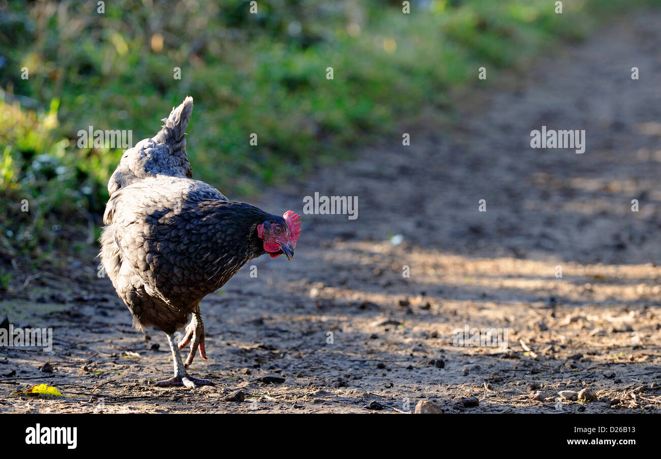 Large free range hen in search of food in a country lane in England ...