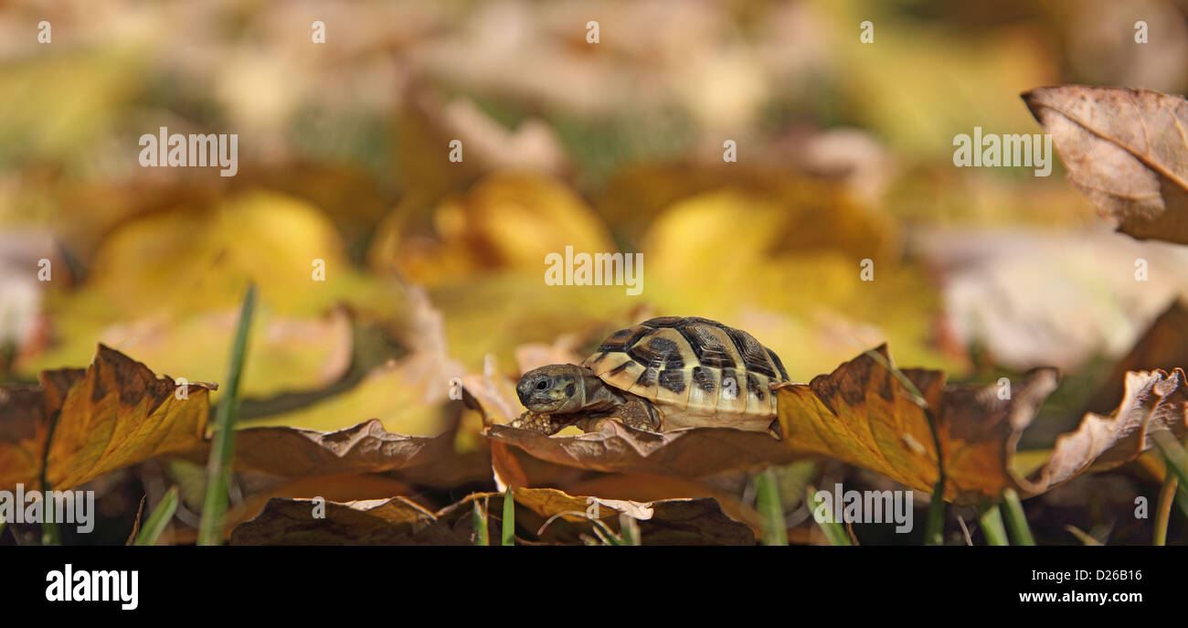 Small turtle crawling through the fallen autumn leaves Stock Photo - Alamy