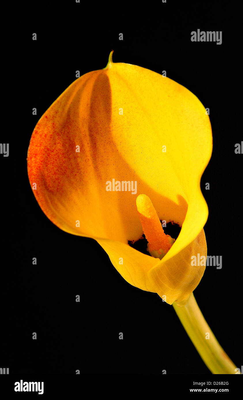Lilly photograph hi-res stock photography and images - Alamy