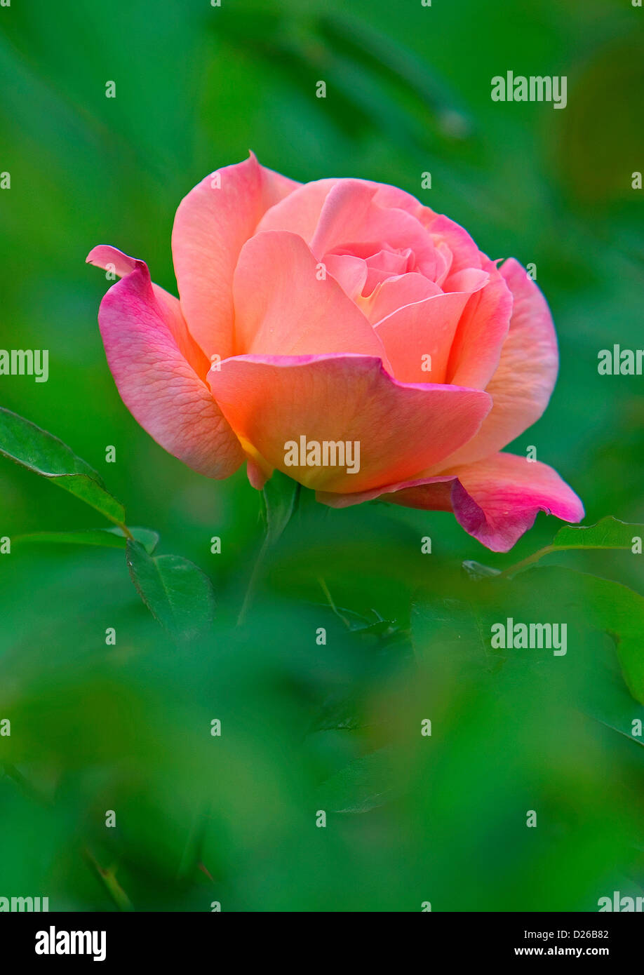 Stock rose hi-res stock photography and images - Alamy