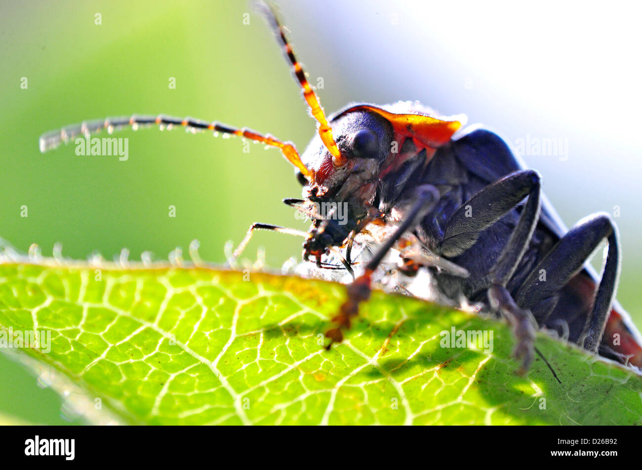 An image of macro of a bug Stock Photo - Alamy