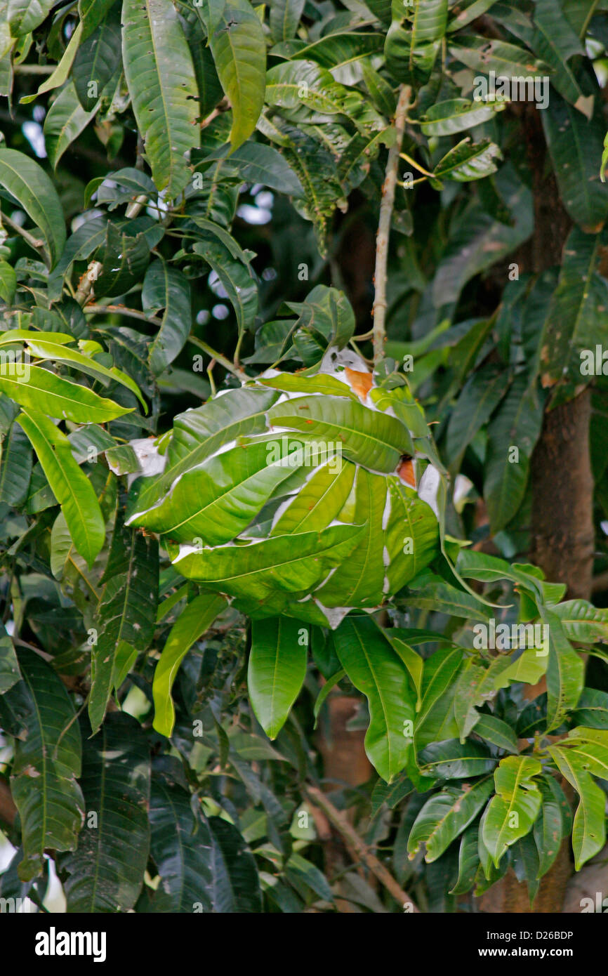 Ants nest of green leaves, red tailor ants, oecophyila smaragdine ...