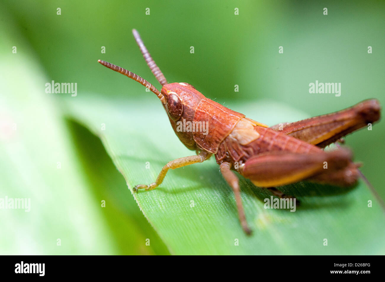 An image of macro of a bug Stock Photo - Alamy