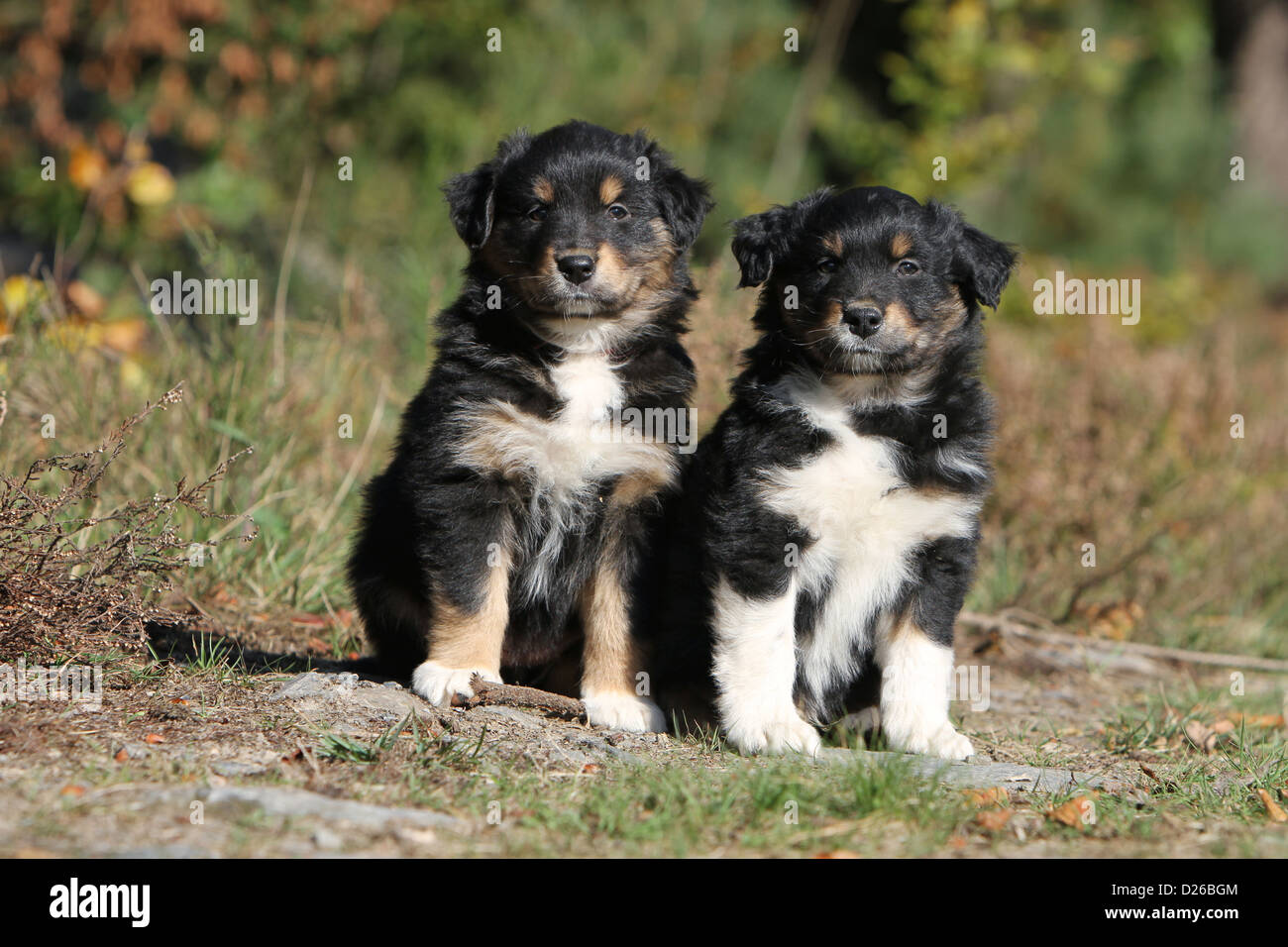 Dog Australian shepherd / Aussie two puppies (tricolor black) sitting ...