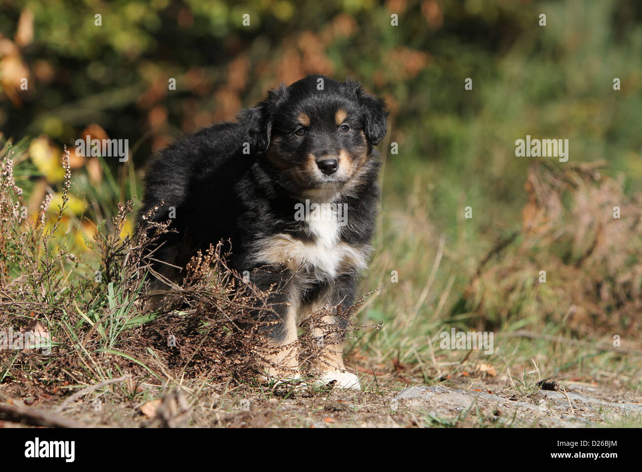 Dog Australian shepherd / Aussie puppy (tricolor black) standing Stock ...