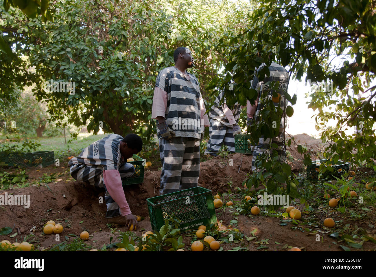 The chain gang at Maricopa County Jail in Phoenix Arizona Stock Photo ...