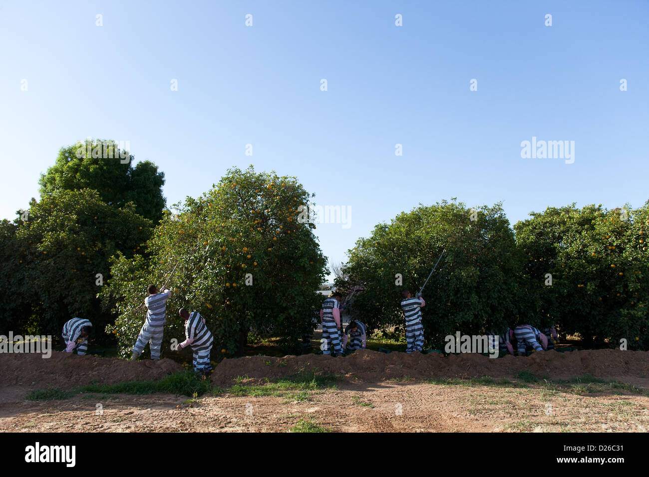 The chain gang at Maricopa County Jail in Phoenix Arizona Stock Photo ...