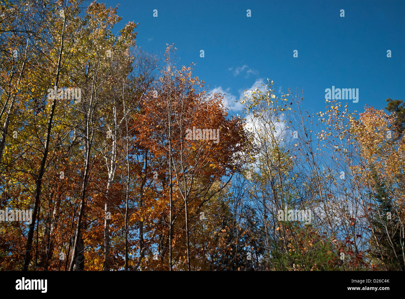 Trees in autumn Stock Photo - Alamy