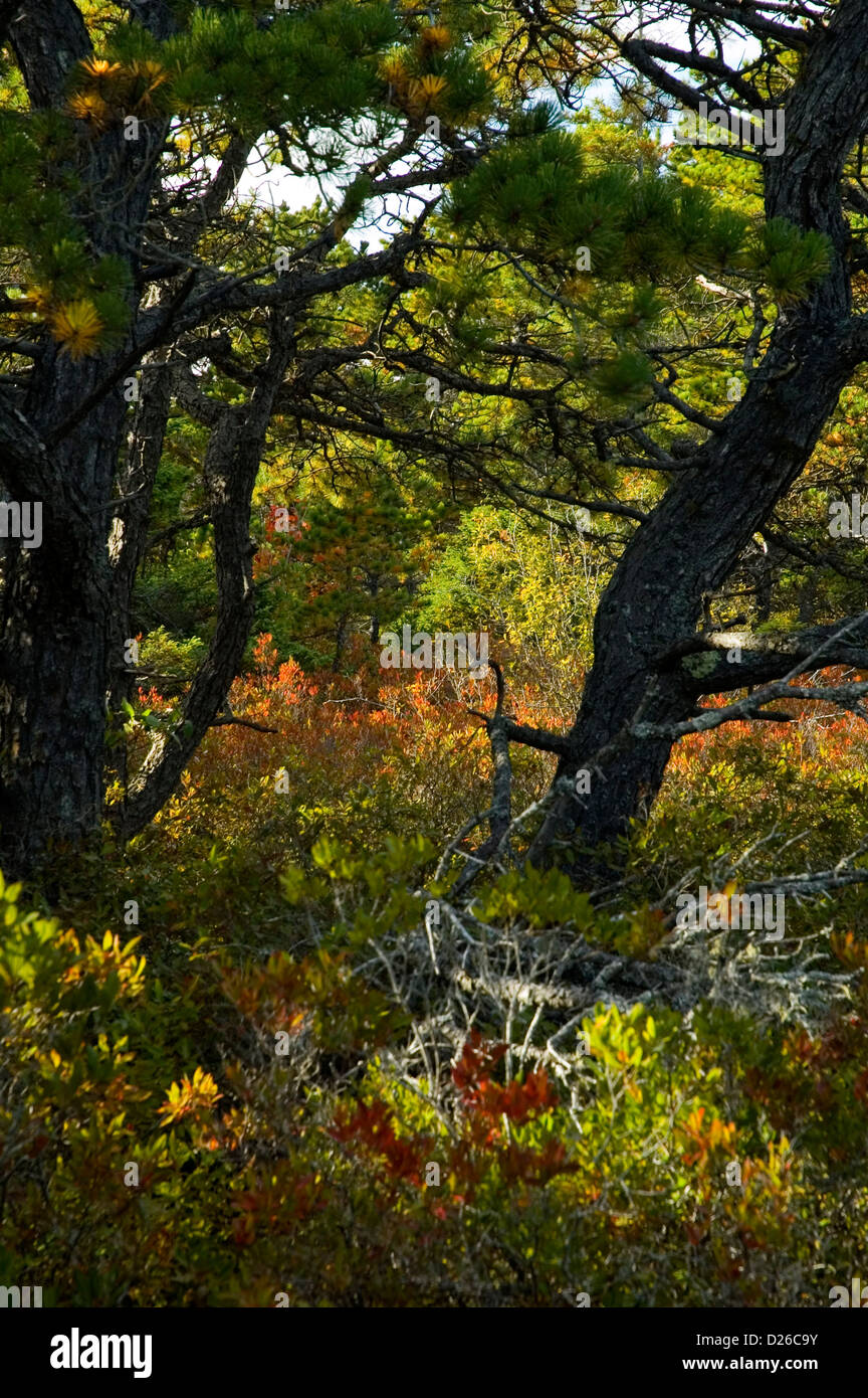 Wonderland trail acadia national park hi-res stock photography and ...