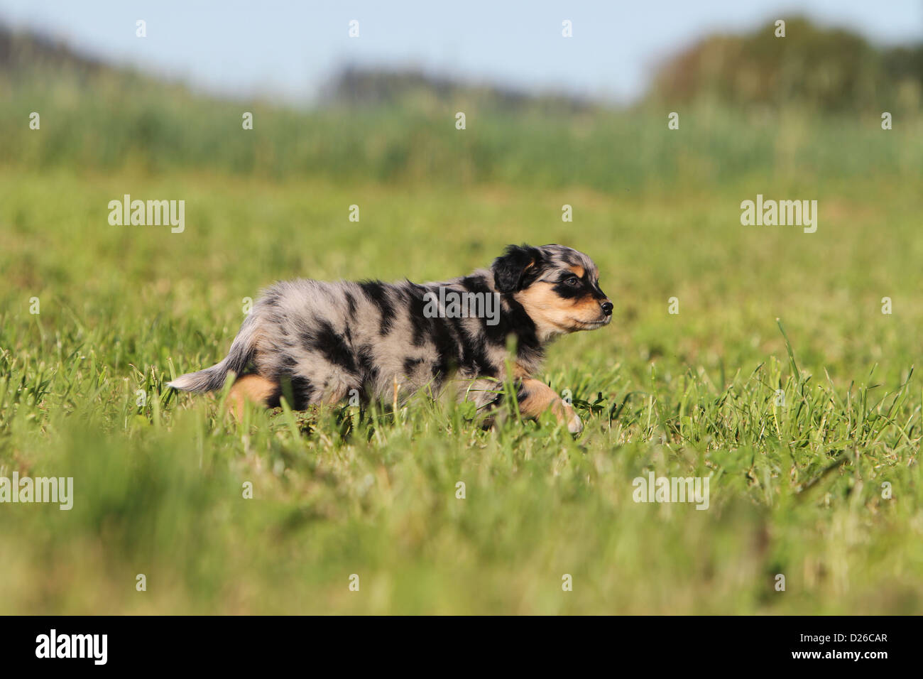 Australian shepherd baby puppy running hi-res stock photography and ...