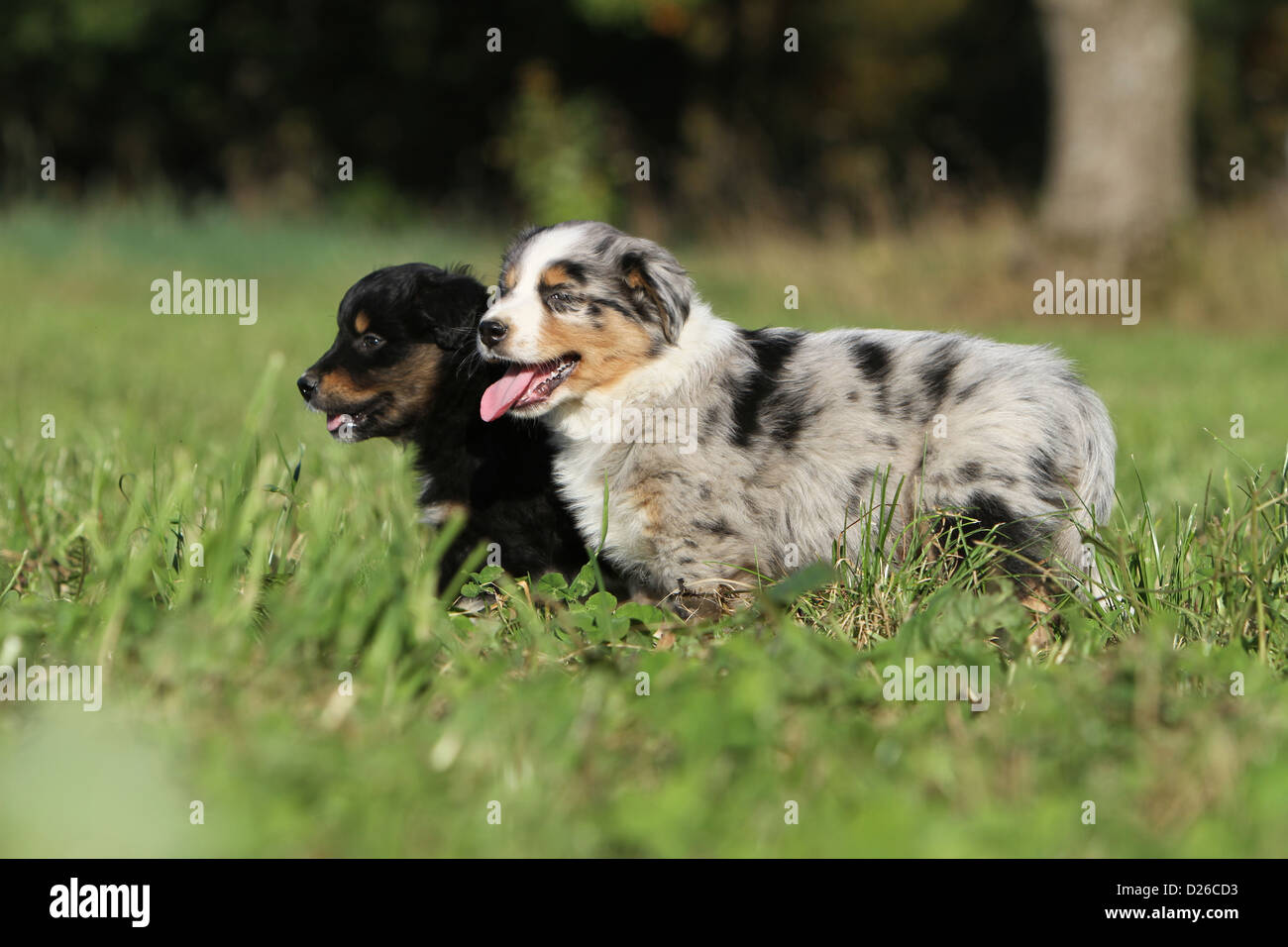 Dog Australian shepherd / Aussie two puppies different colors (tricolor ...