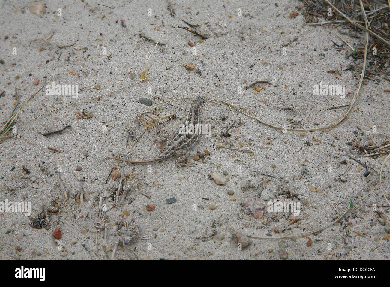 Lizard camouflaged in sand Stock Photo - Alamy