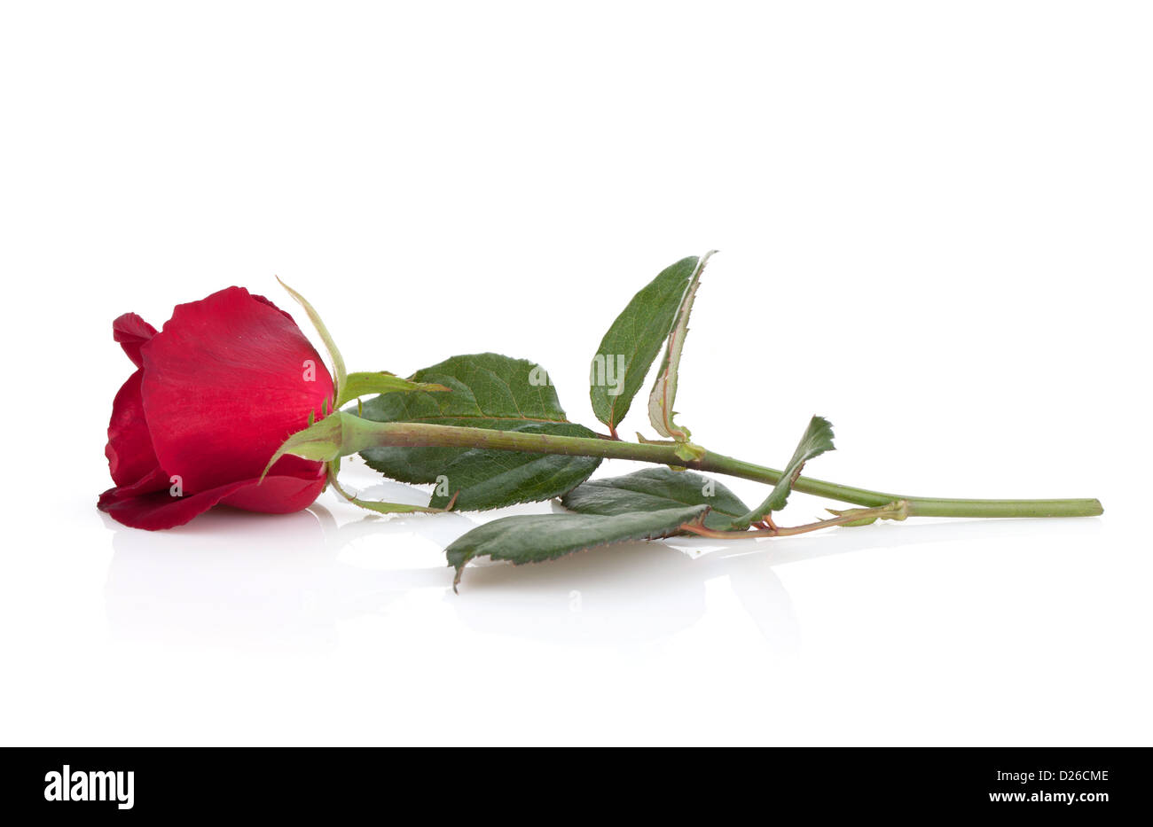 Laying red rose. Isolated on white background Stock Photo - Alamy