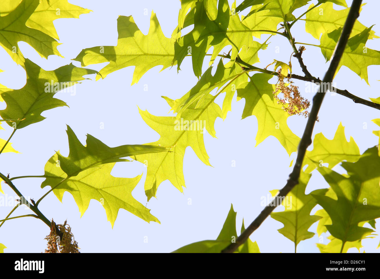 Backlit oak leaves in bright sun Stock Photo - Alamy