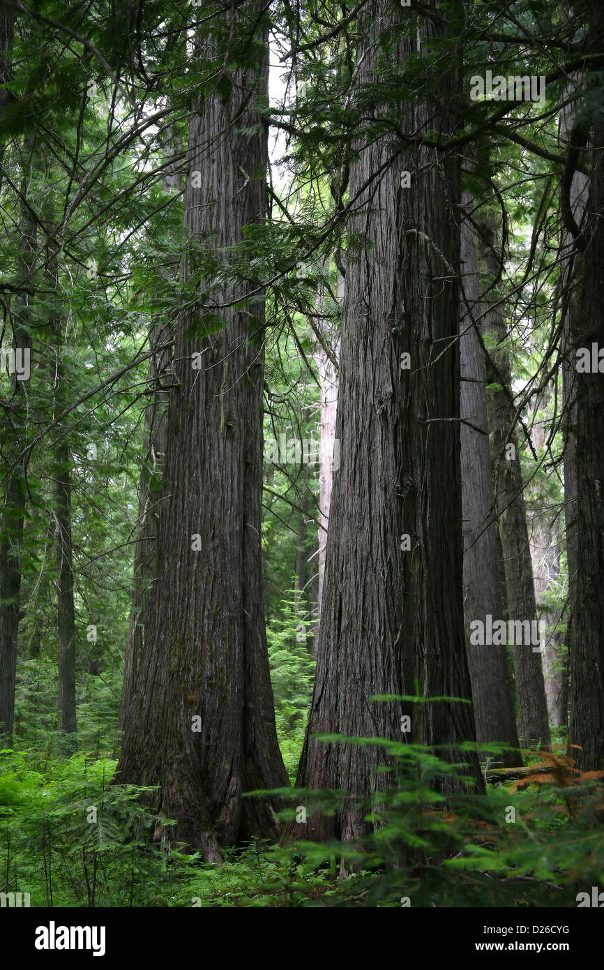 Ancient red cedar forest Stock Photo - Alamy