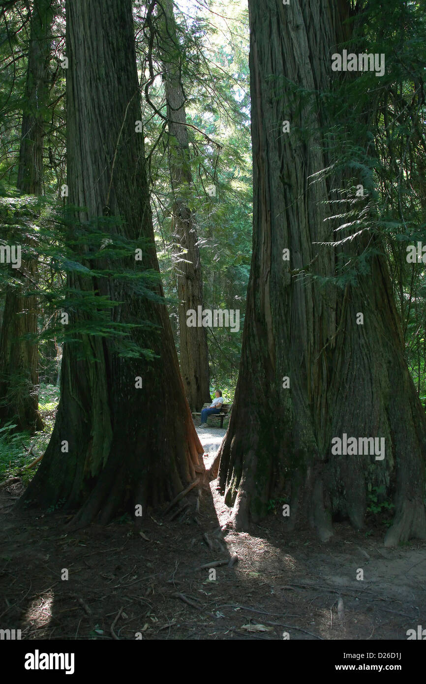 Western red cedar timber hi-res stock photography and images - Alamy