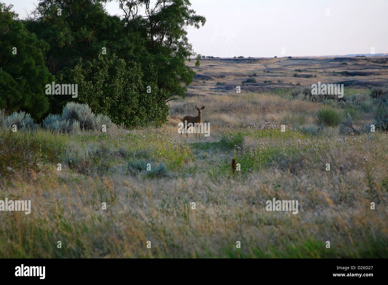 From cover hi-res stock photography and images - Alamy