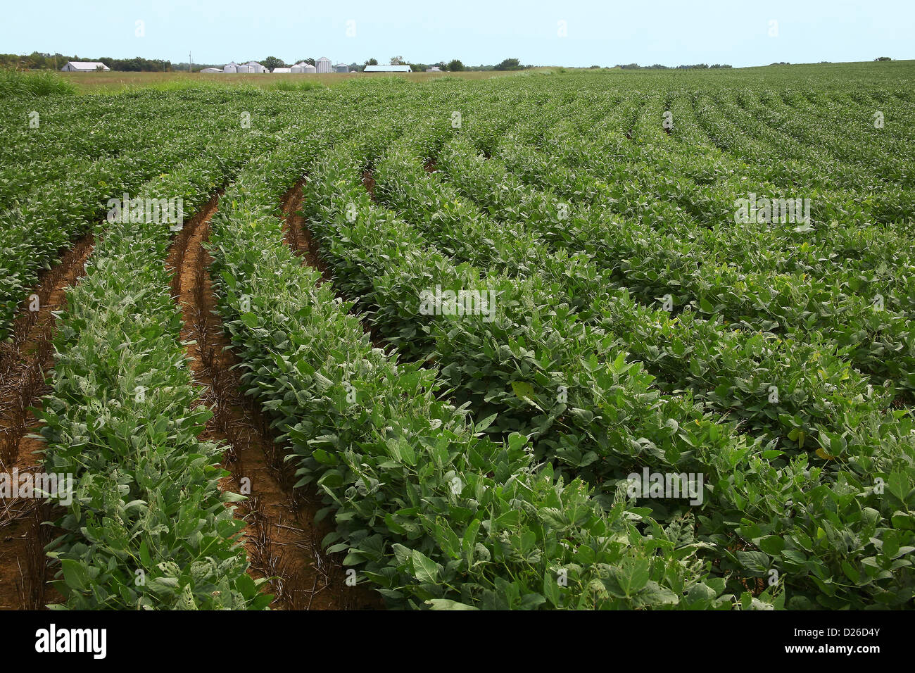 Rows in soybean field usa hi-res stock photography and images - Alamy