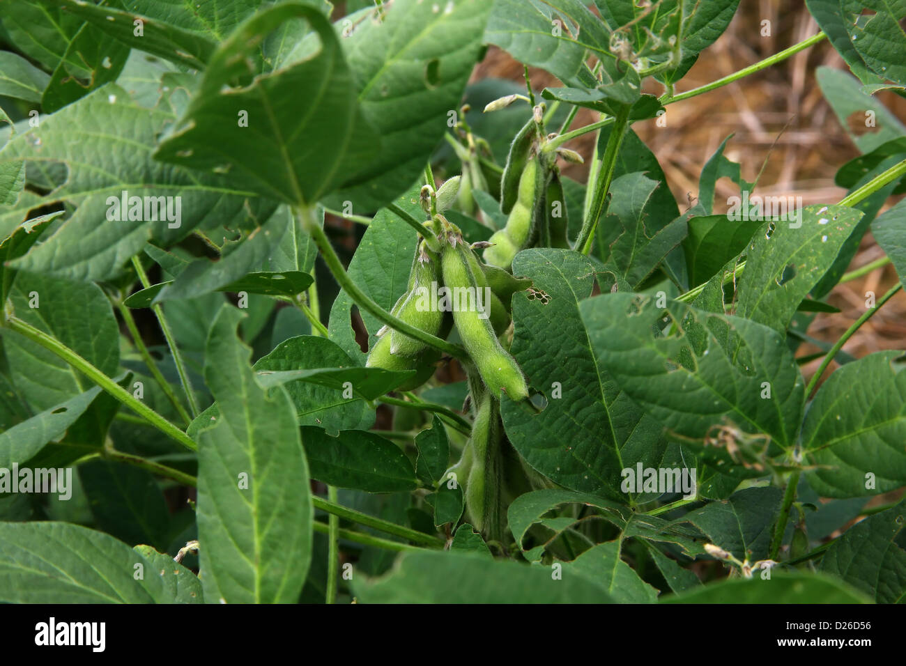 Legume seeds hi-res stock photography and images - Alamy