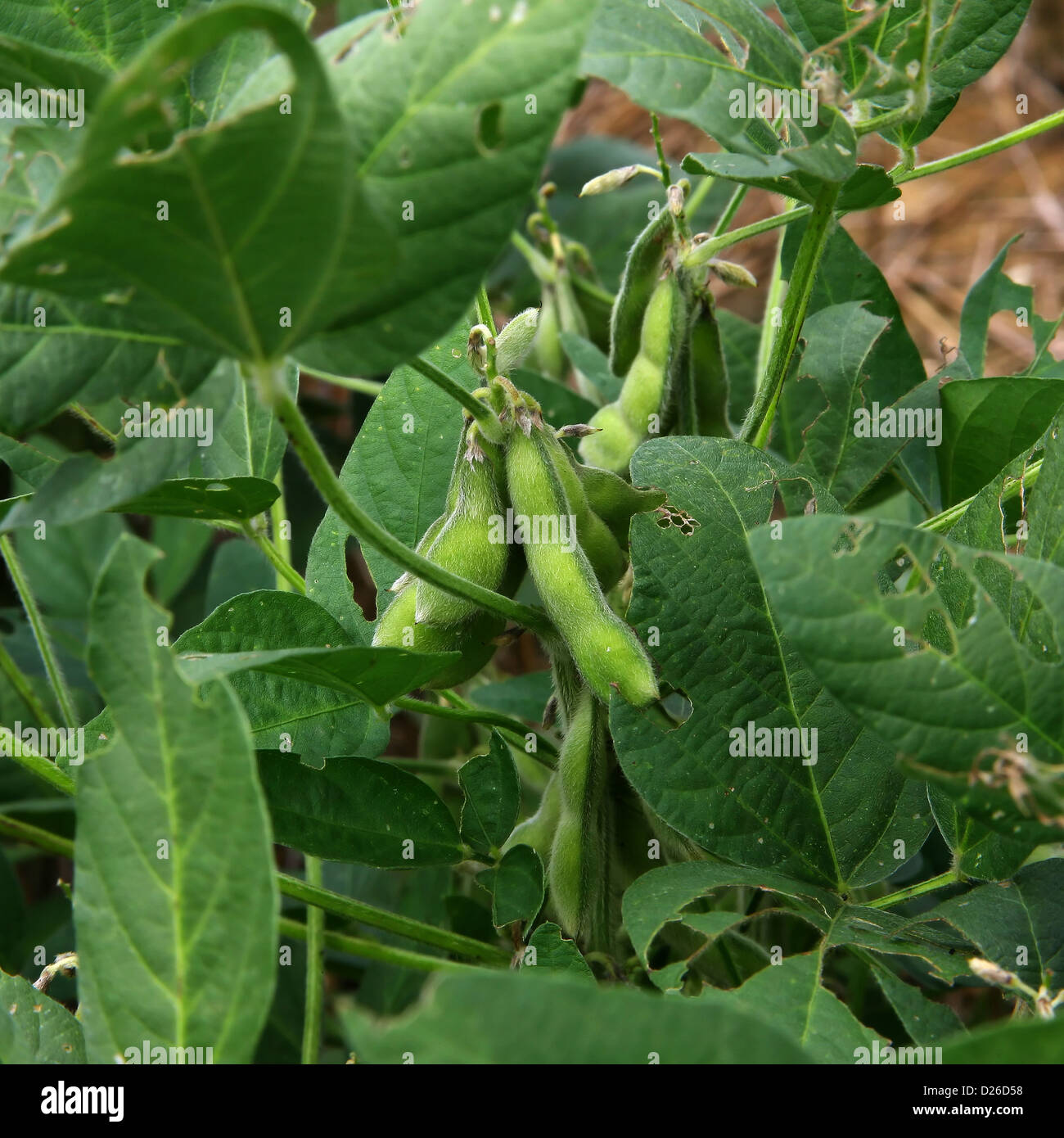 Soybean pods and seeds on plant Stock Photo - Alamy