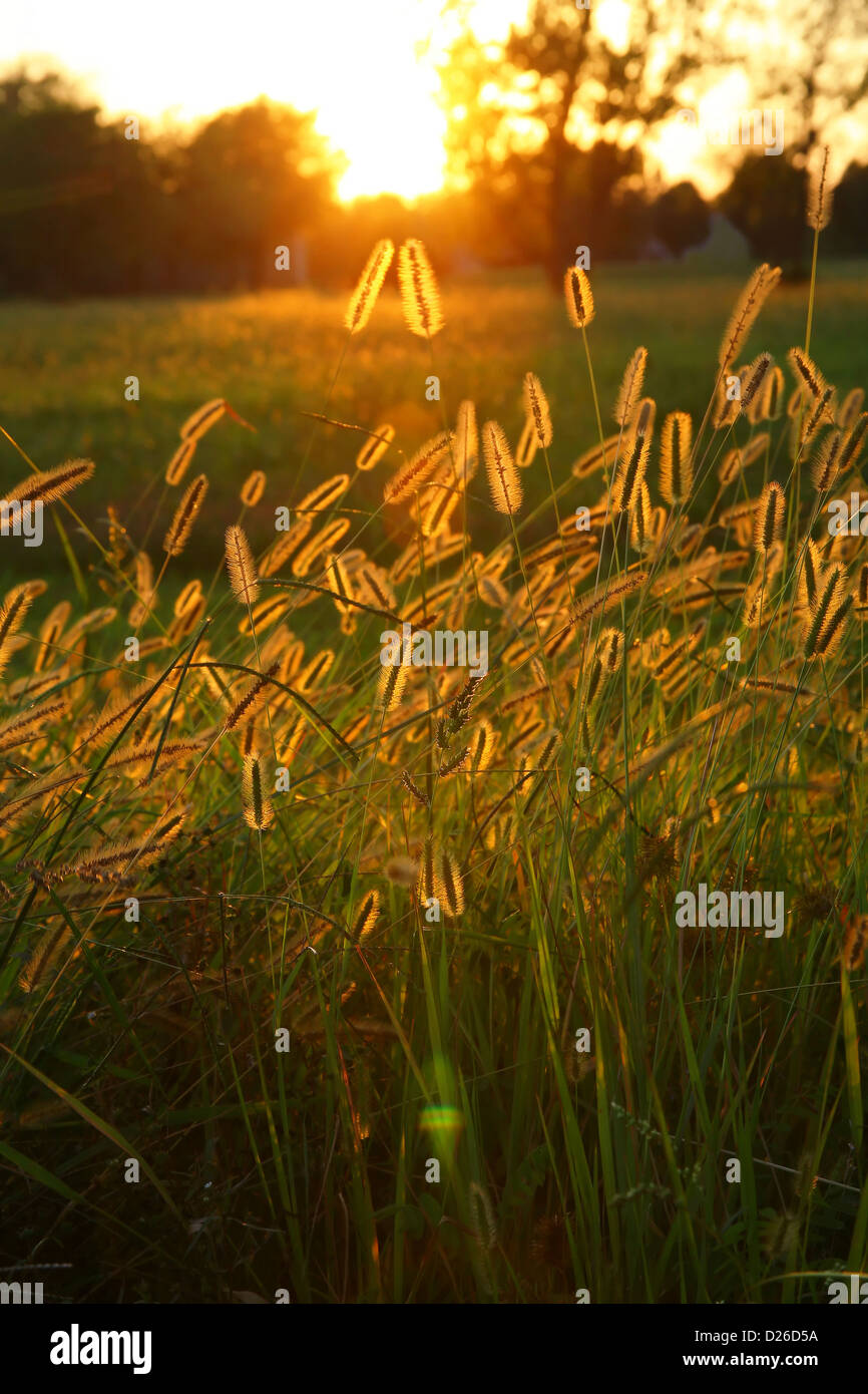Grass seed fronds lit by sunset Stock Photo - Alamy