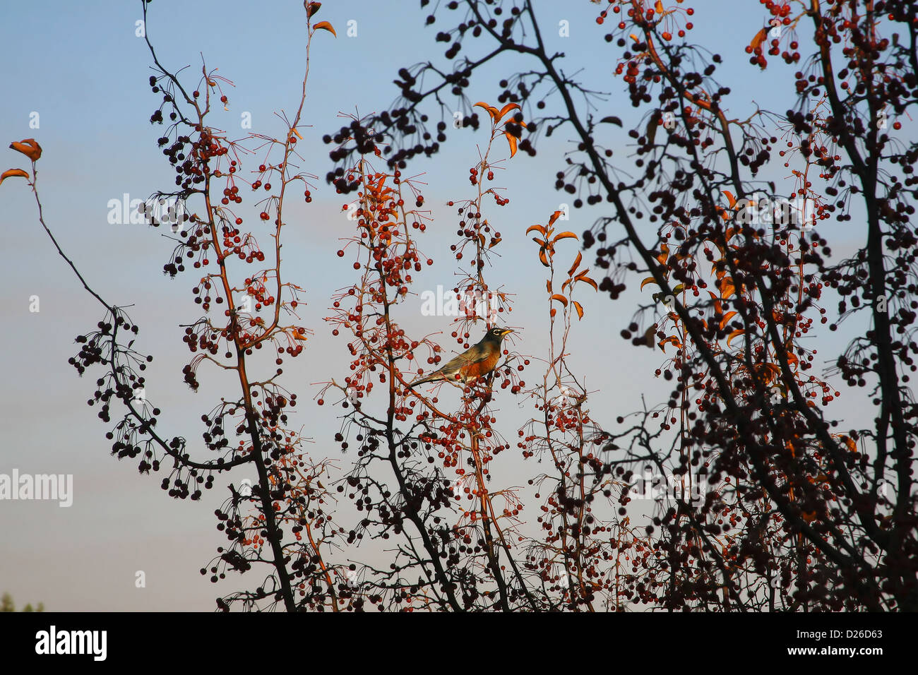 Robin in berry filled tree Stock Photo - Alamy